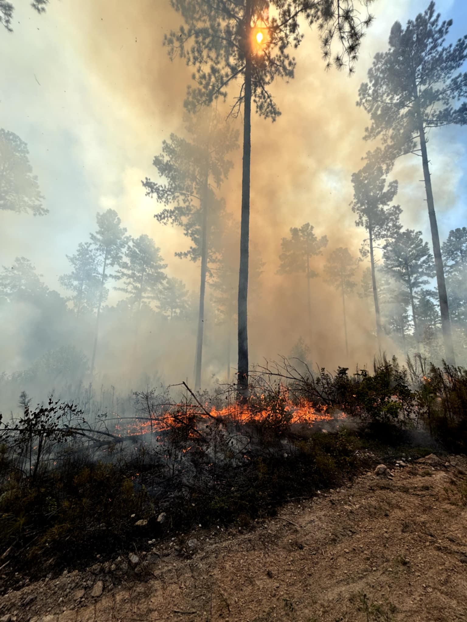 » MCC Forestry Students Conduct Prescribed Burn